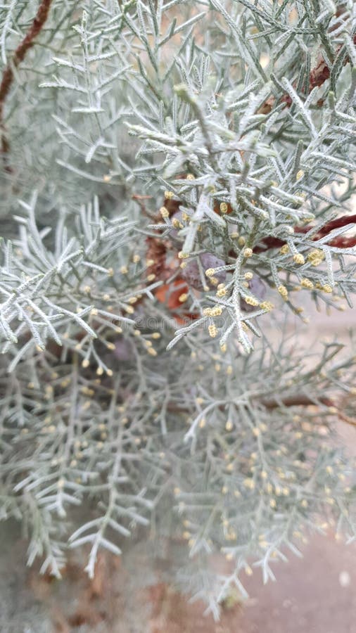 Winter silver tree branch stock image. Image of evergreen - 241725595