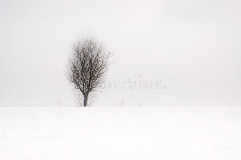 Winter Single Tree in Field with White Sky Stock Image - Image of ...