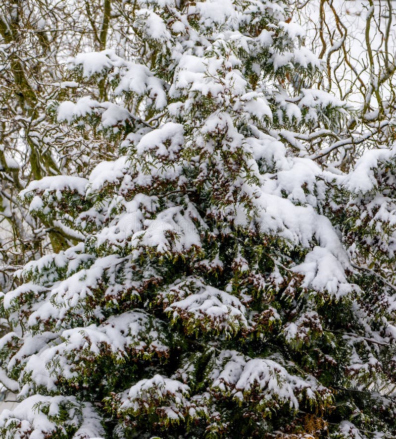 Winter Sketch, Snow-covered Branches of Green Tree Stock Photo - Image ...