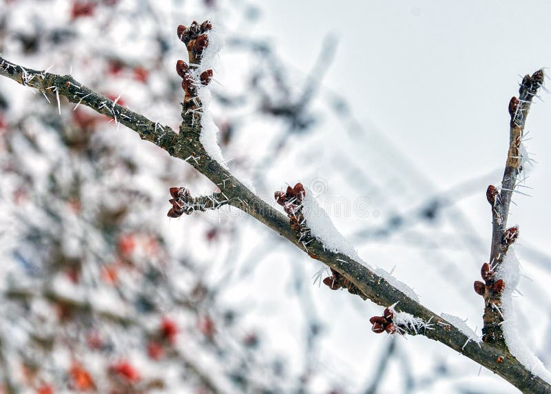 Winter sketches stock image. Image of cold, black, forest - 66509561