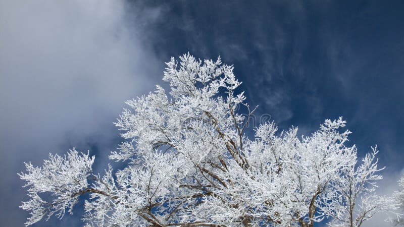 Winter sky background stock image. Image of forest, mountain - 3255093