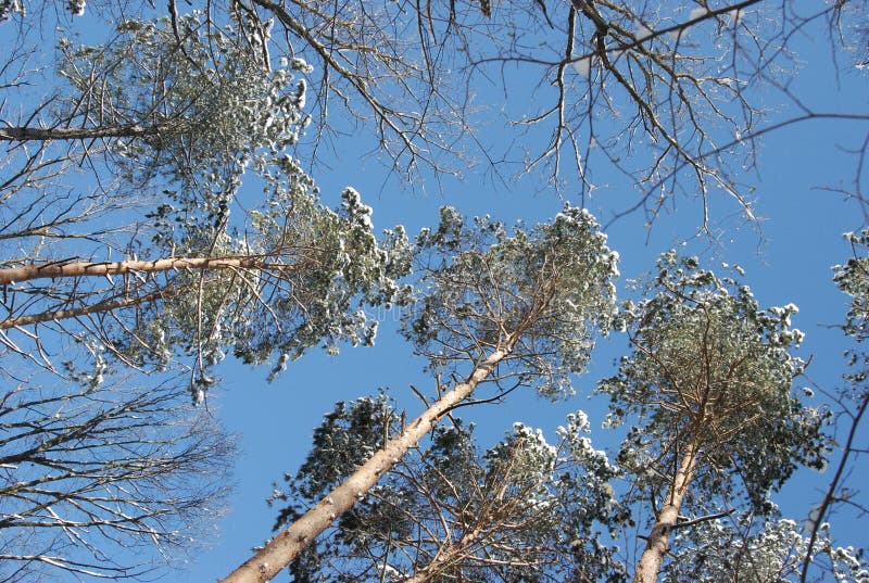 Winter sky and forest stock photo. Image of beauty, hoarfrost - 53124612