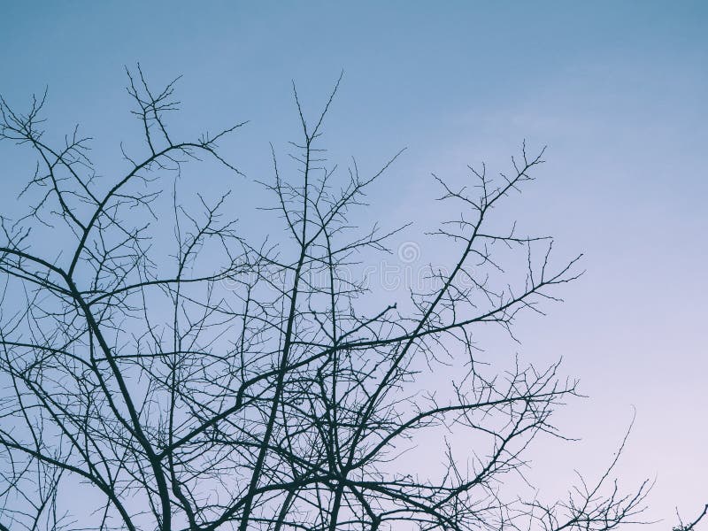 Winter Sky and Skinny Branches Stock Image - Image of loneliness ...
