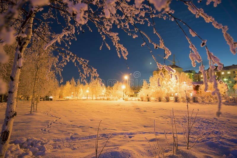 Winter Skyline at Night with Snow-covered Trees. Stock Photo - Image of ...