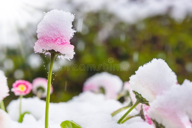 Winter day poppie flower stock image. Image of park, nature - 28024195