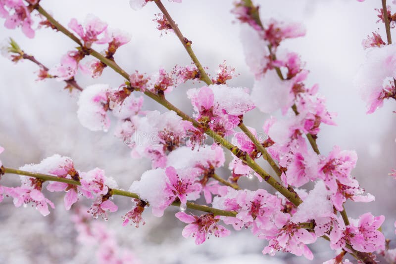 Winter Slump, Snow on Peach Blossom in Spring Stock Image - Image of ...