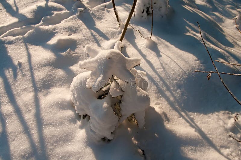 Winter. stock image. Image of rime, outdoor, plant, woodland - 37016035