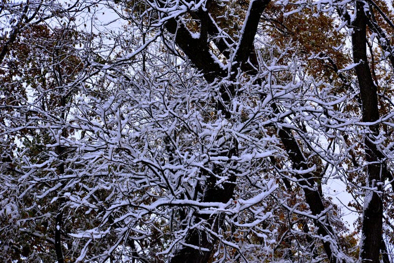 259 Thick Heavy Snow Tree Branches Stock Photos - Free & Royalty-Free ...