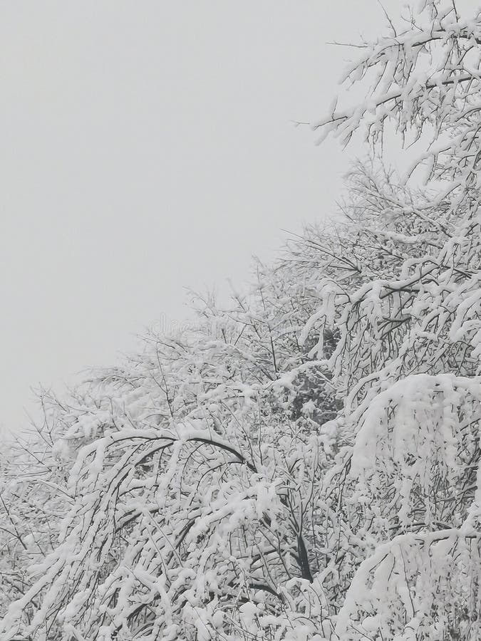 Winter Snow Amazing Cold Tree White Stock Image - Image of tree, whit ...