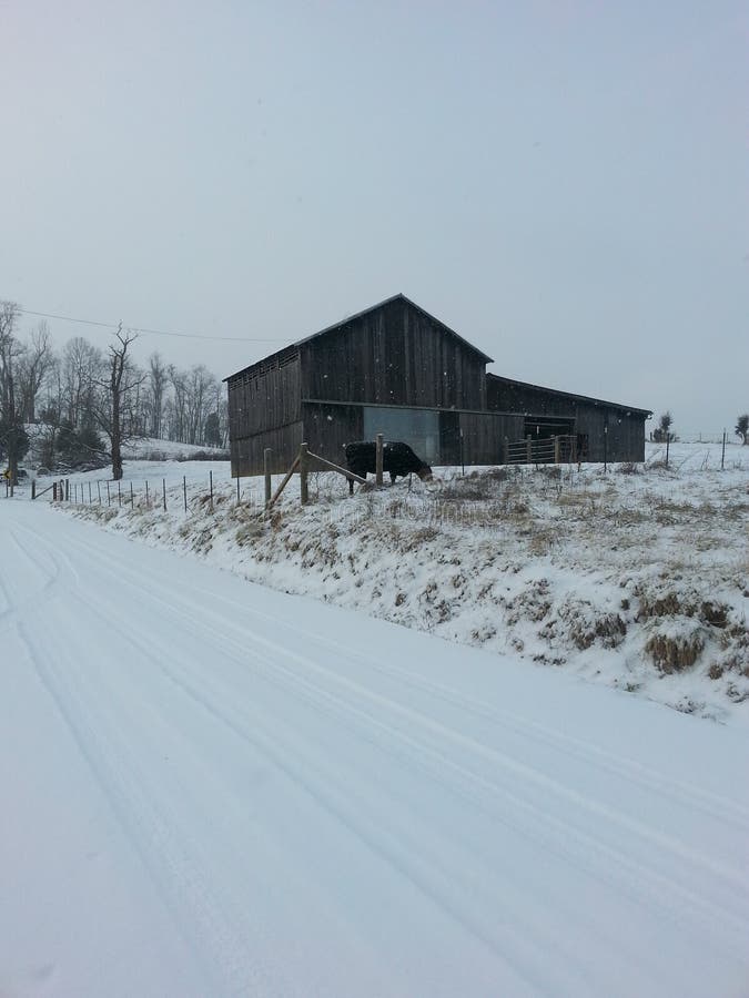 Winter snow, barn and cows stock photo. Image of cows - 79759638