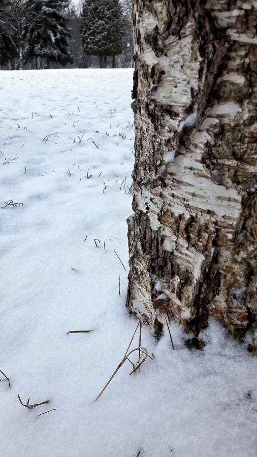 Winter Snow Birch Coldly Landscape Stock Image - Image of birch, snow ...