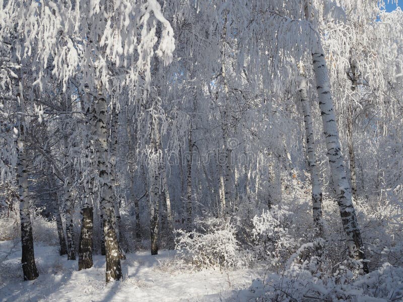 Winter Snow Birch Tree Tops. Snow Covered Winter Birch Tree Tops on ...