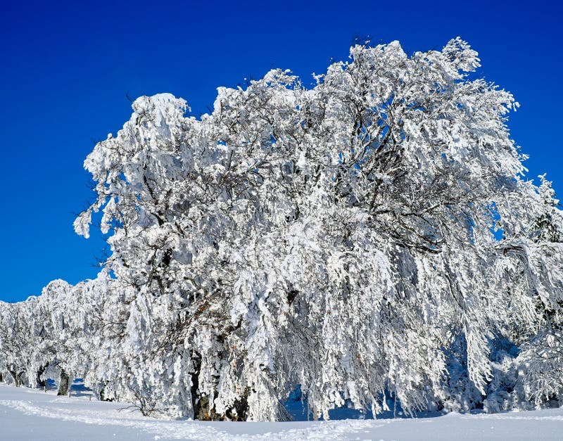 Winter, Snow, Blue, Tree Picture. Image: 106389841