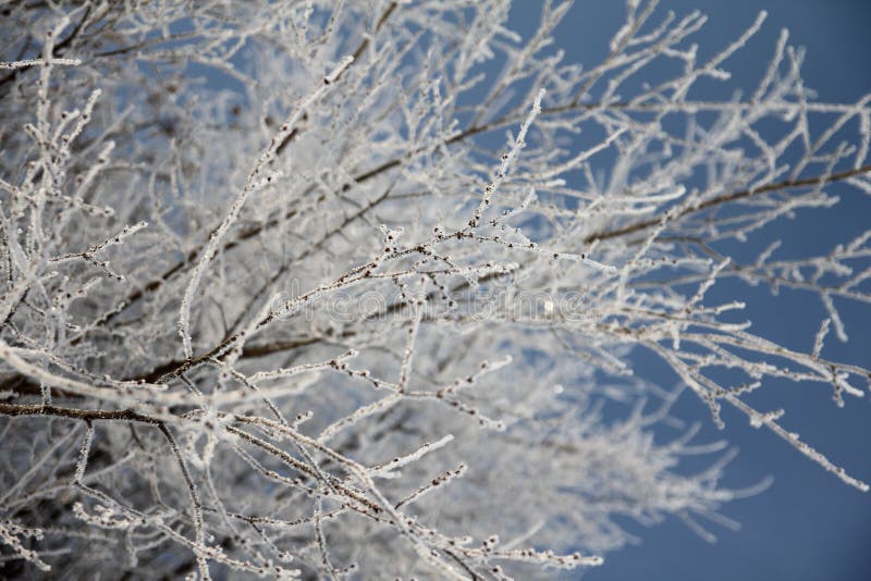 Winter snow on branch stock image. Image of twig, nature - 64037477