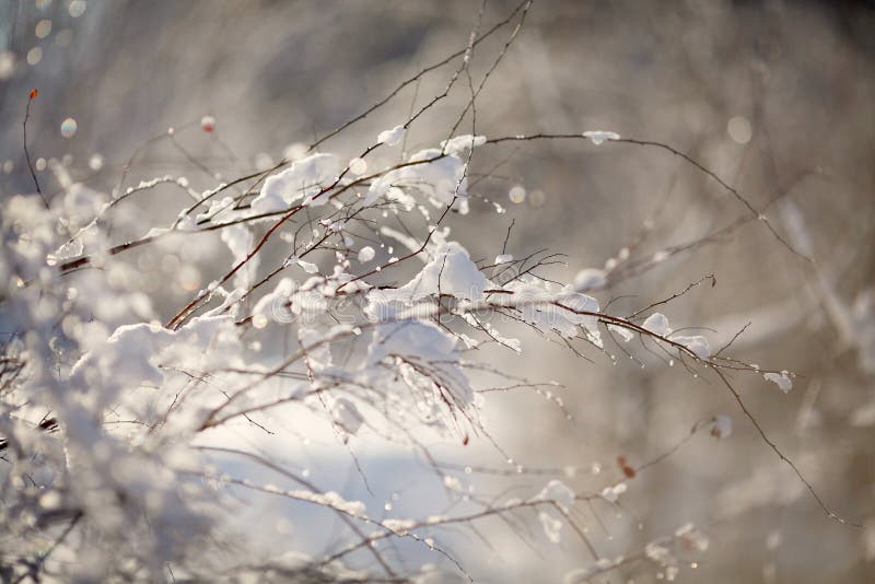 Winter Snow Branches of Tree Stock Image - Image of branches, outdoors ...
