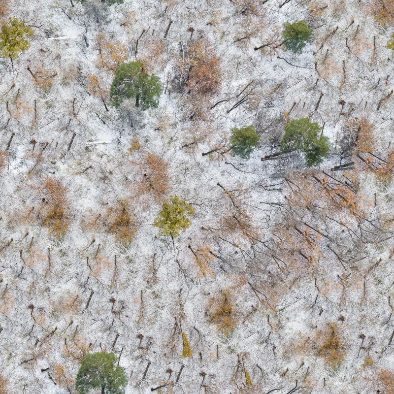 Winter, Snow on the Branches of a Tree, Patterns Stock Photo - Image of ...