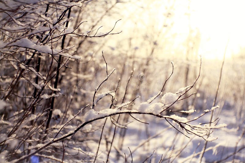 Winter Snow on the Branches Stock Photo - Image of branches, postcard ...