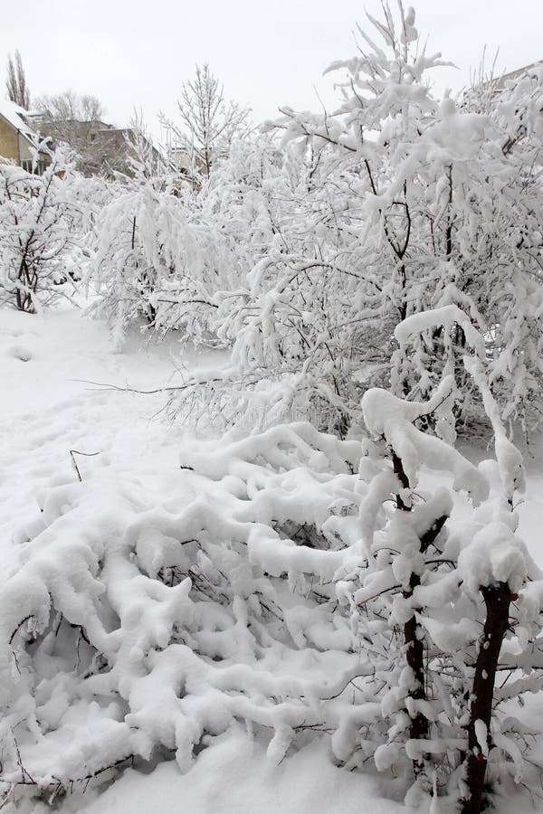 Winter. Snow in the City. Heavy Snowfall during Winter in the City ...