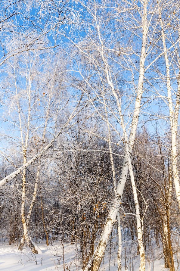 Winter Snow Covered Birch Forest Stock Image - Image of light, december ...