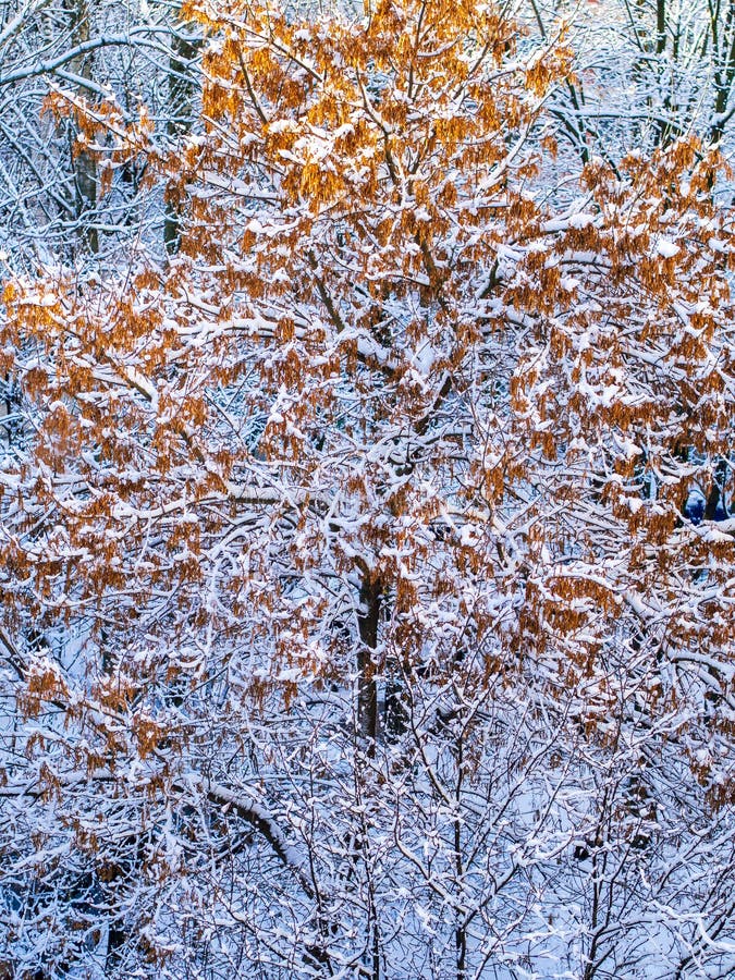 Winter Snow Covered Bush View. Winter Snow Scene. Snow Covered Bush ...