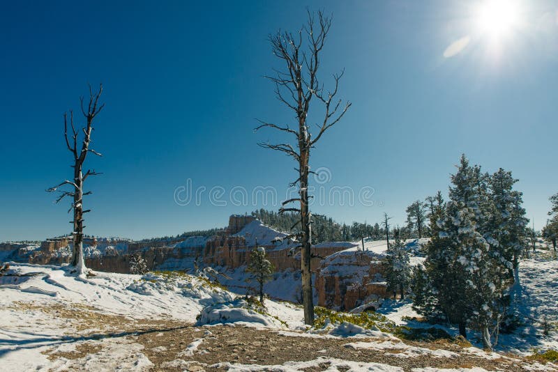 Winter Snow Covered Fir Trees on Mountainside on Blue Sky Background ...