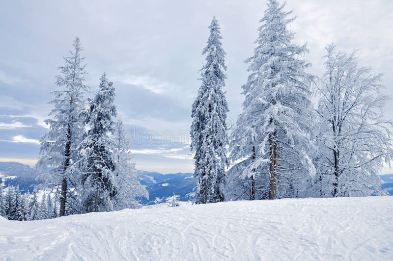 Winter snow-covered forest stock photo. Image of frost - 63950550