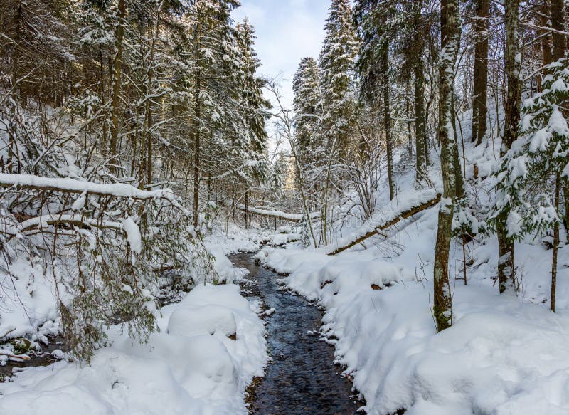 Winter, Snow-covered Forest and Unfrozen Stream Stock Image - Image of ...