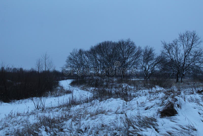 Winter Snow-covered Landscape in Cold Colors. Trees and Bushes Grass in ...