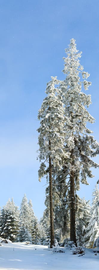 Lofty tree in forest stock image. Image of outdoors, rural - 11339397