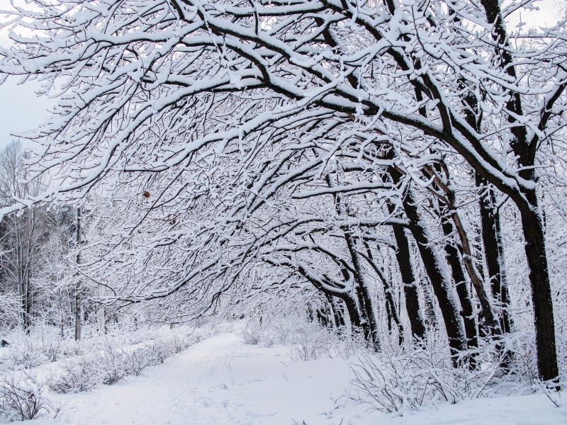 Winter snow-covered oaks. stock image. Image of floral - 65731955
