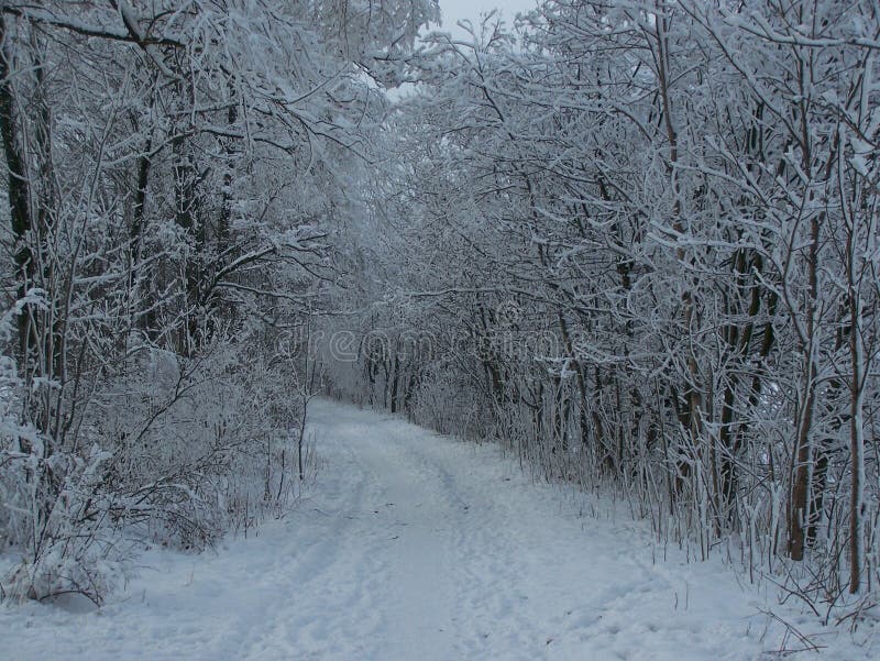 Winter snow-covered path stock image. Image of winter - 56507653