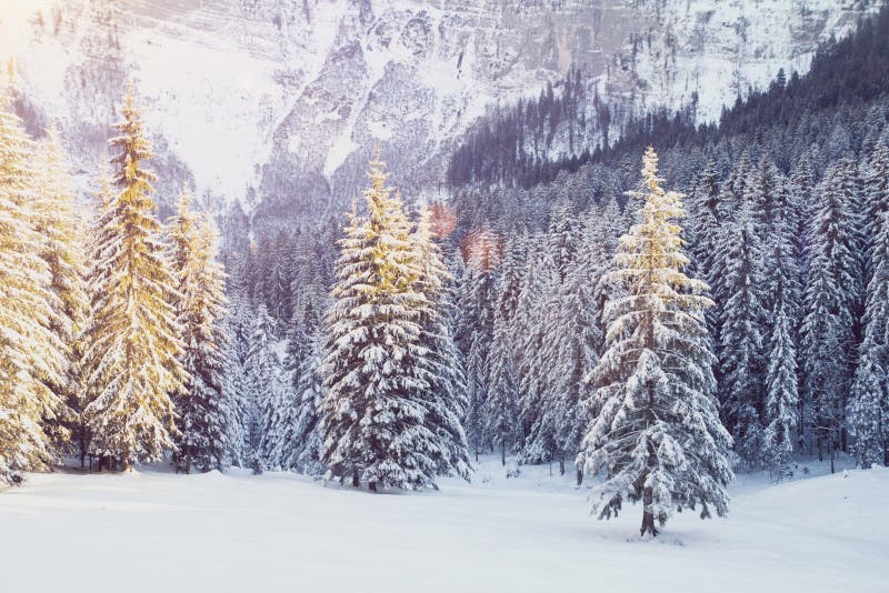 Winter Snow Covered Pine Trees Forest Stock Photo - Image of weather ...
