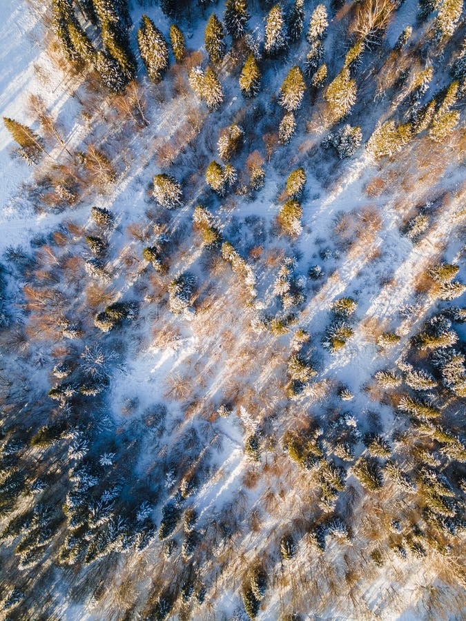 Winter Snow Covered Spruce Pine Trees. Top Down Abstract Drone View ...