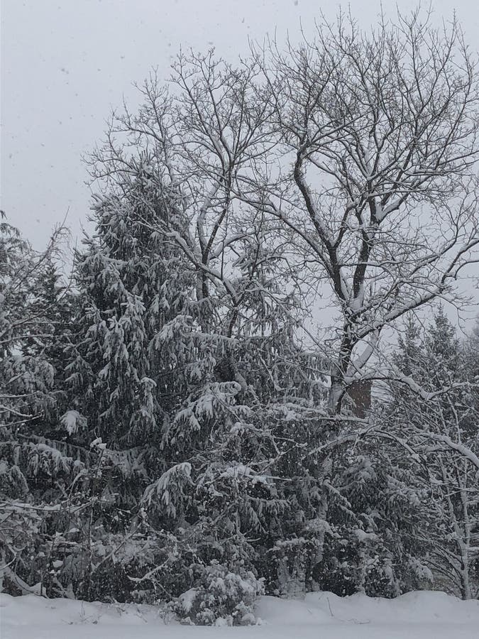 Winter Snow Day in Connecticut Stock Photo - Image of county, perennial ...