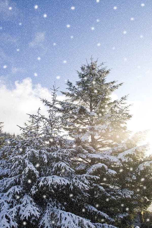 Winter Snow Falling Over Pine Trees Stock Photo - Image of season ...