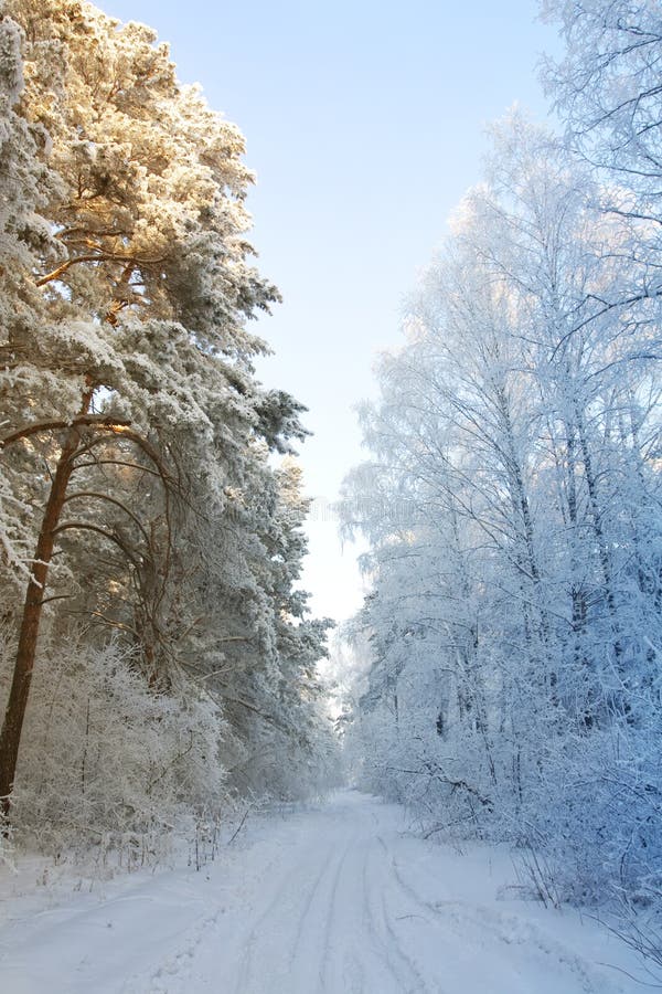Winter Snow Forest - the Beginning of Spring Stock Image - Image of ...