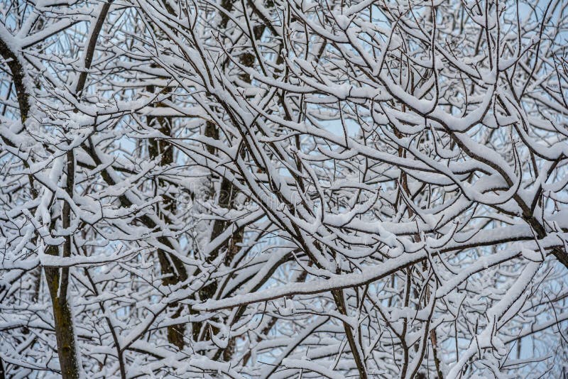 Winter snow forest stock image. Image of tree, nature - 267269035