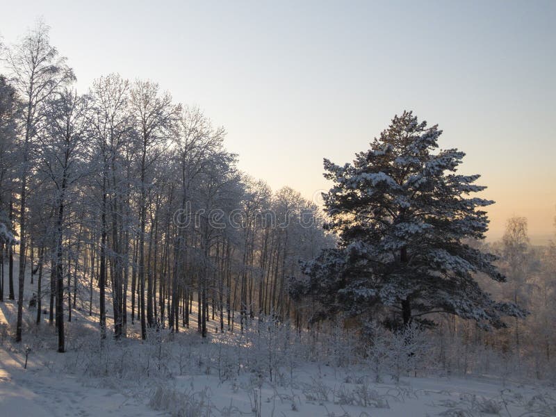 Winter Snow Forest with Sun Stock Image - Image of fantasy, frost ...