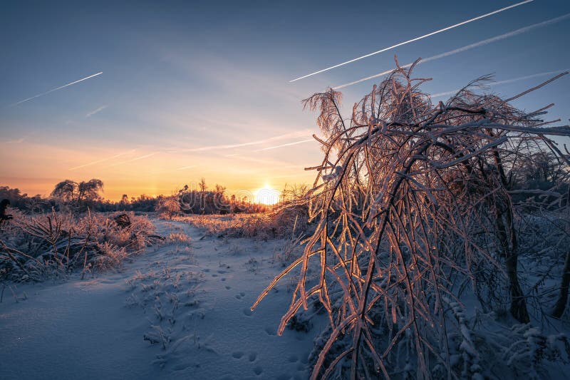 Winter Snow Forest at Sunrise. Trees in Ice at Dawn. Trees after ...