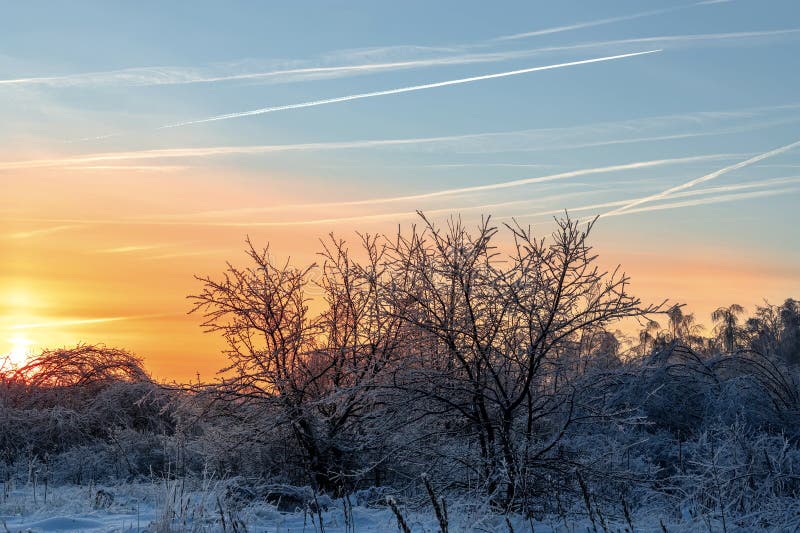 Winter Snow Forest at Sunrise. Trees in Ice at Dawn. Trees after ...