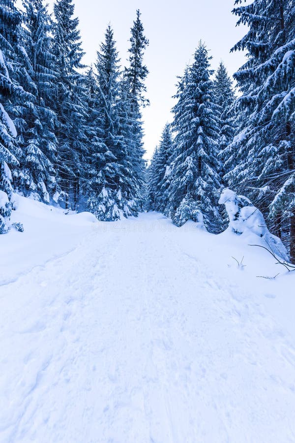 Winter Snow Forest Trail View. Snowy Winter Forest Road Stock Photo ...