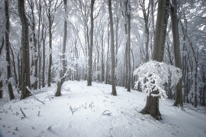 Winter Snow Storm in a Forest with Wind Blowing Th Stock Photo - Image ...