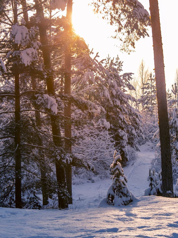 Winter Snow Forest Trees Sunset Background. Red Sunset in Winter Snow ...