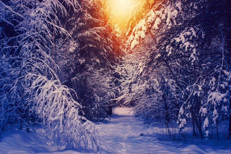 Winter Snow Forest Trees Sunset Background. Red Sunset in Winter Snow ...