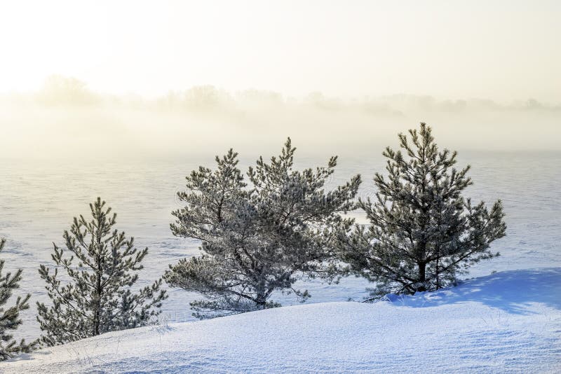 Winter Snow Forest Trees Sunset Background. Red Sunset in Winter Snow ...