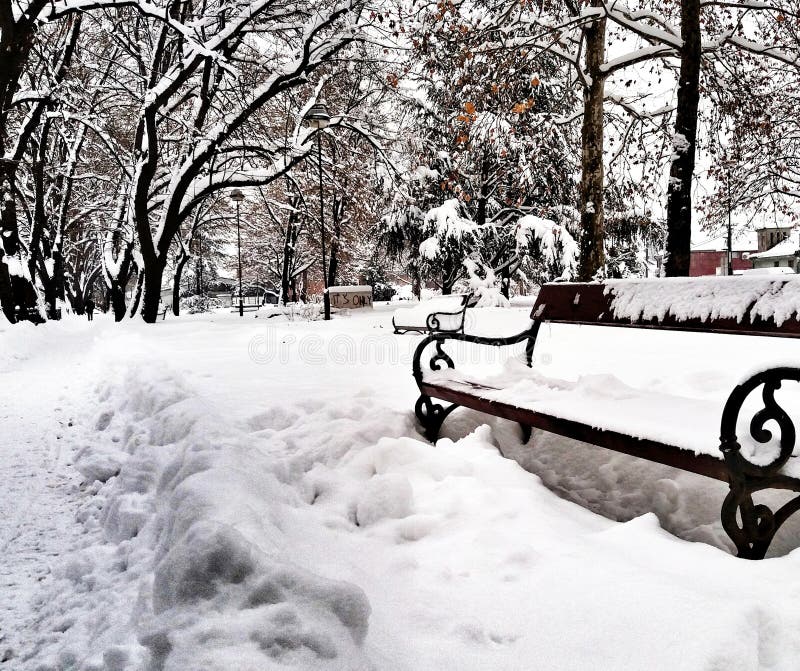 Trees in cold winter day stock photo. Image of idyllic - 74748092