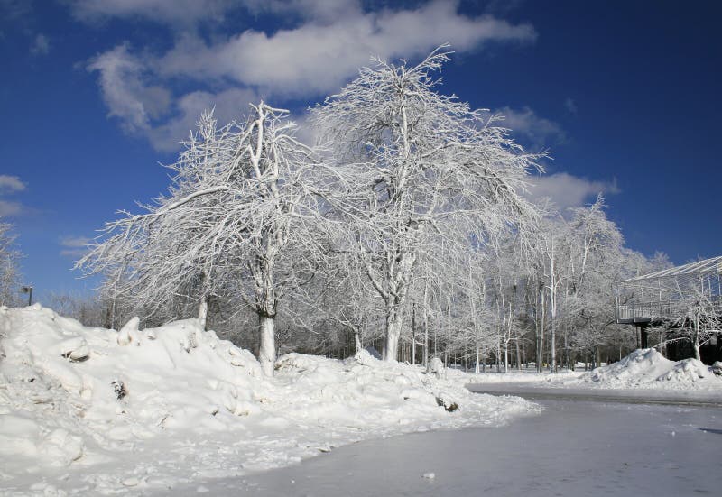 Winter, Snow and Ice Covered Trees, Park Stock Photo - Image of year ...