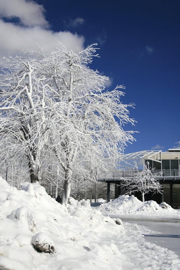 Winter, Snow and Ice Covered Trees, Park Stock Photo - Image of ...