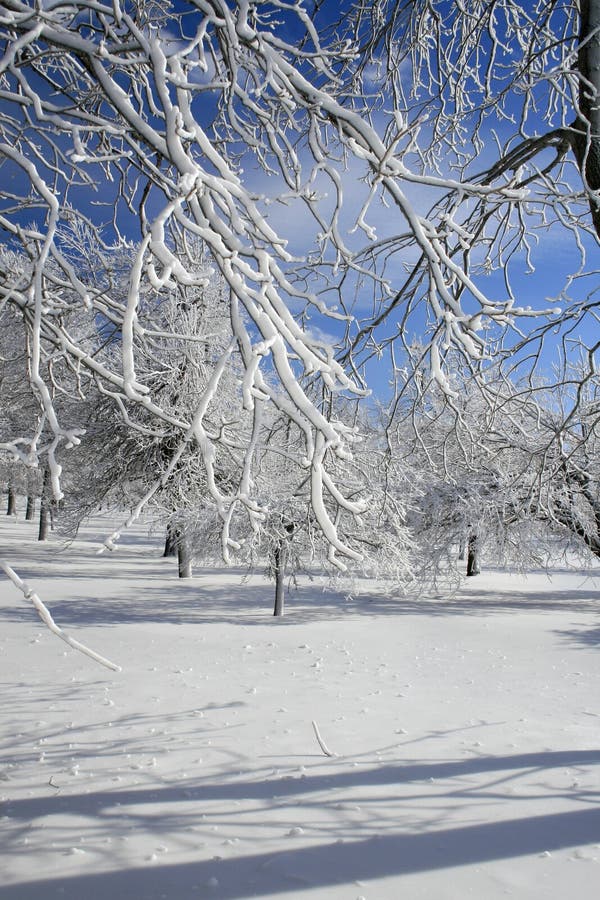 Winter: Snow Covered Street, Trees and Houses Stock Image - Image of ...
