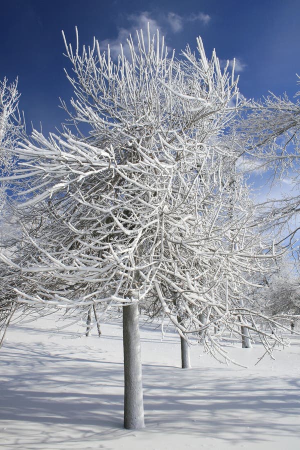 Winter: Snow Covered Street, Trees and Houses Stock Image - Image of ...